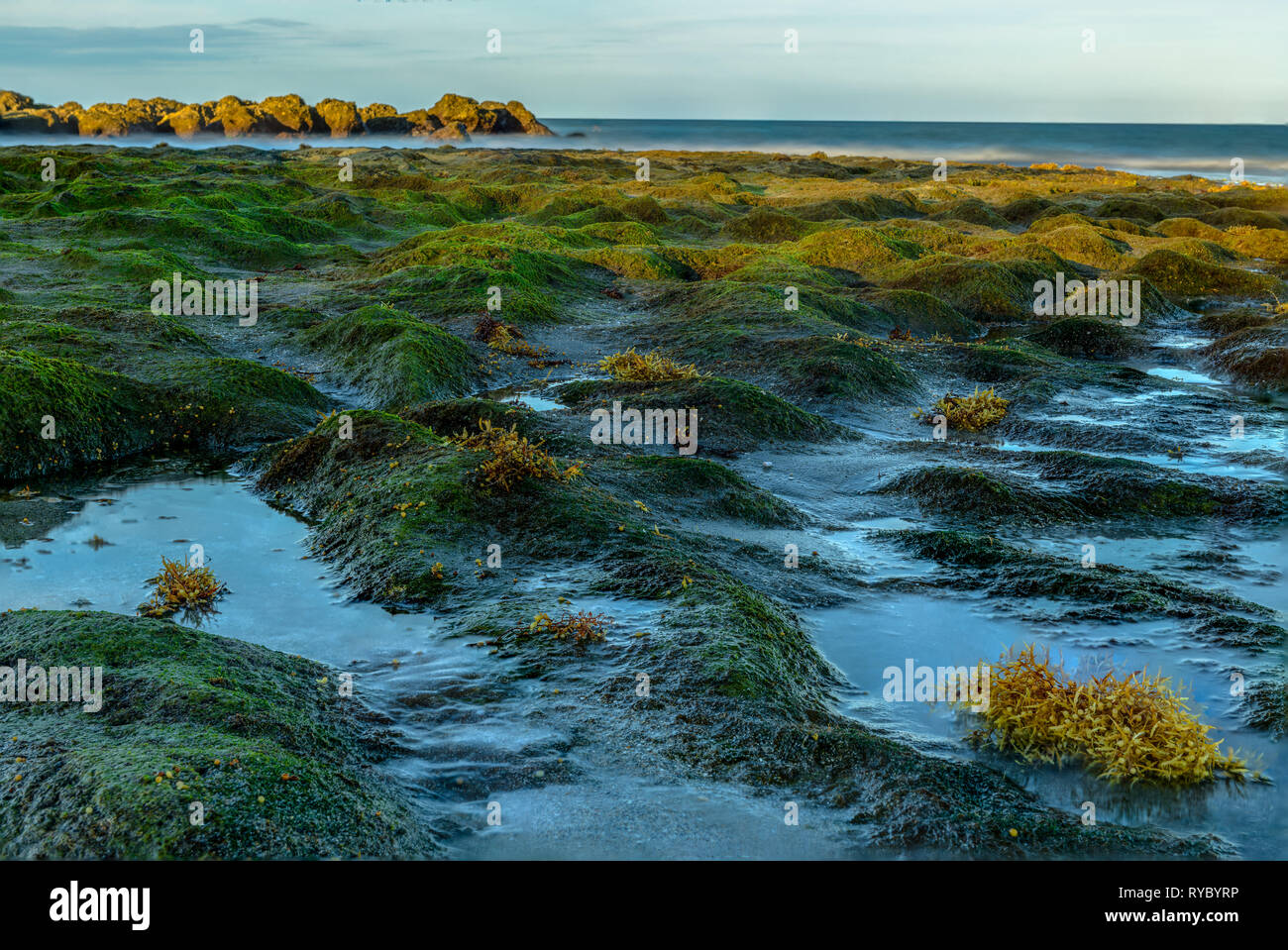Algae red beach hi-res stock photography and images - Alamy