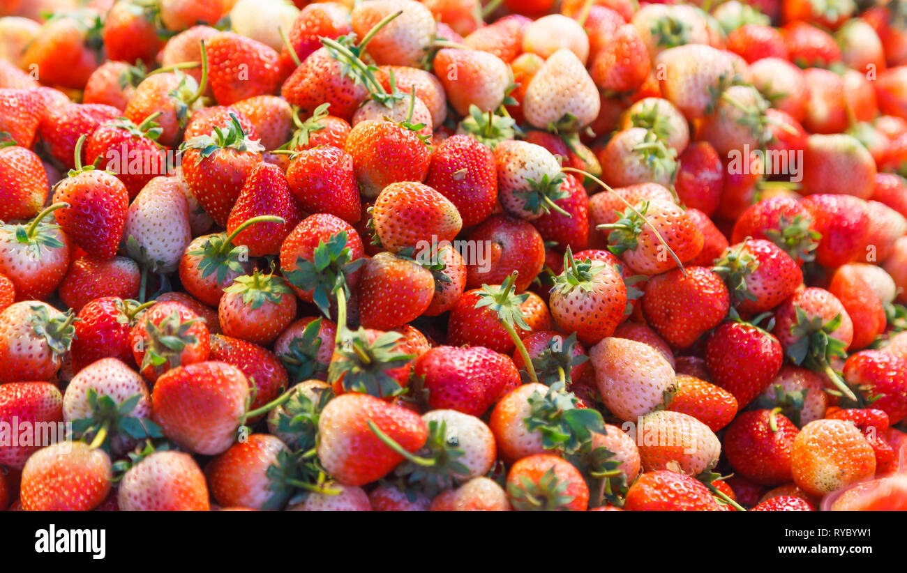 Strawberry Fruit (Garden Strawberries) with its aroma, bright red color ...