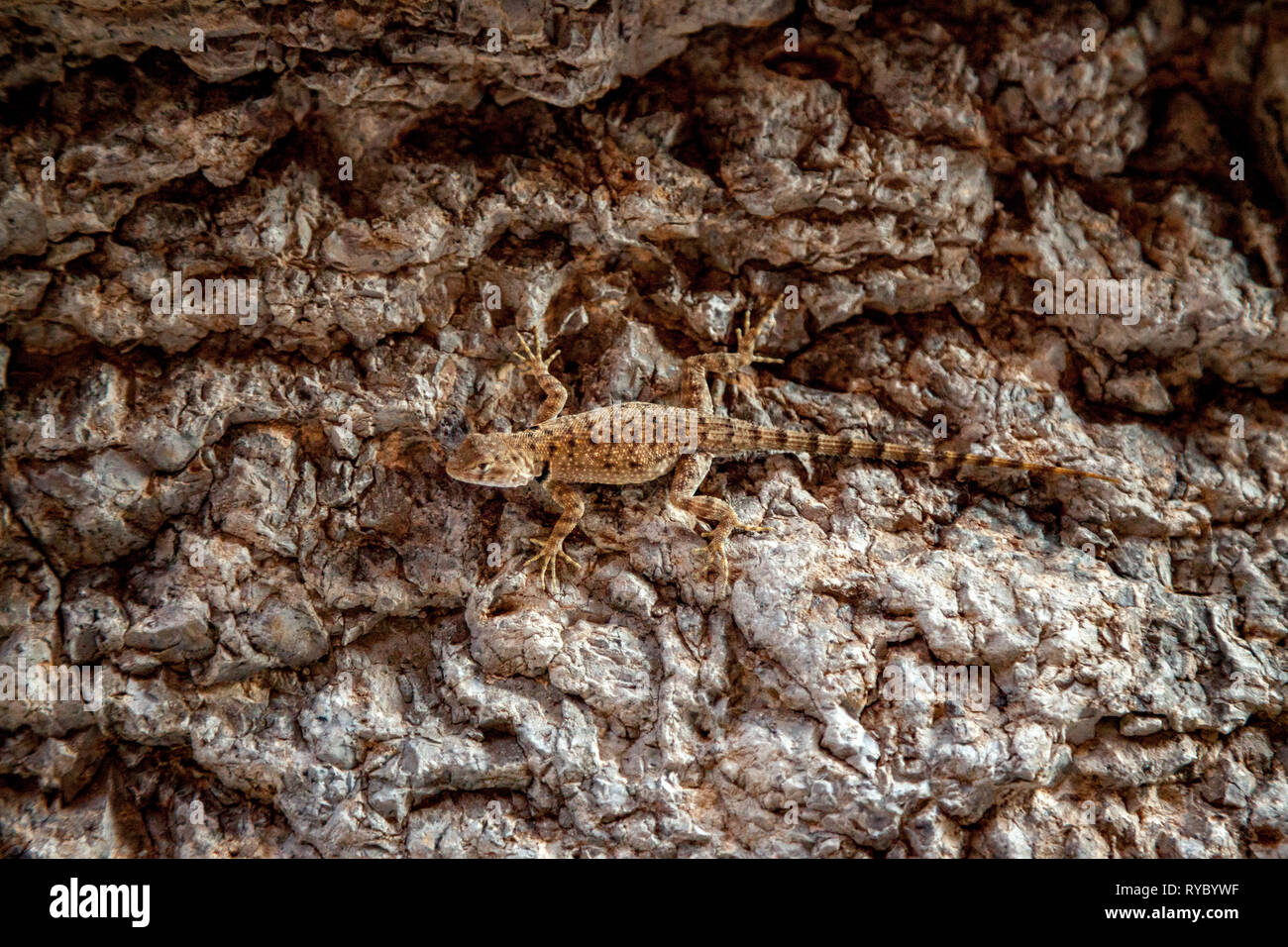 Rough Lizard High Resolution Stock Photography and Images - Alamy