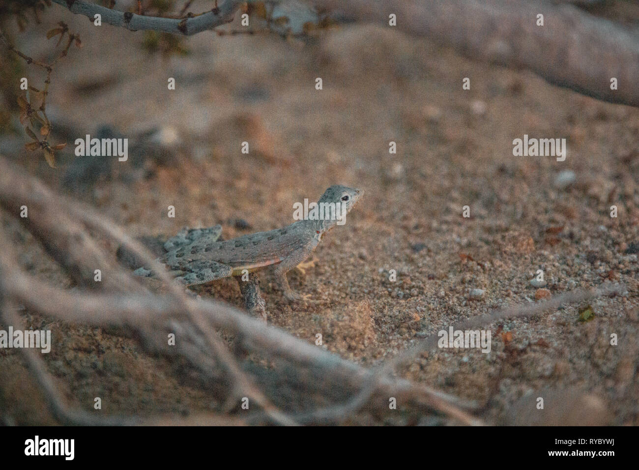Animal life in the desert hi-res stock photography and images - Alamy
