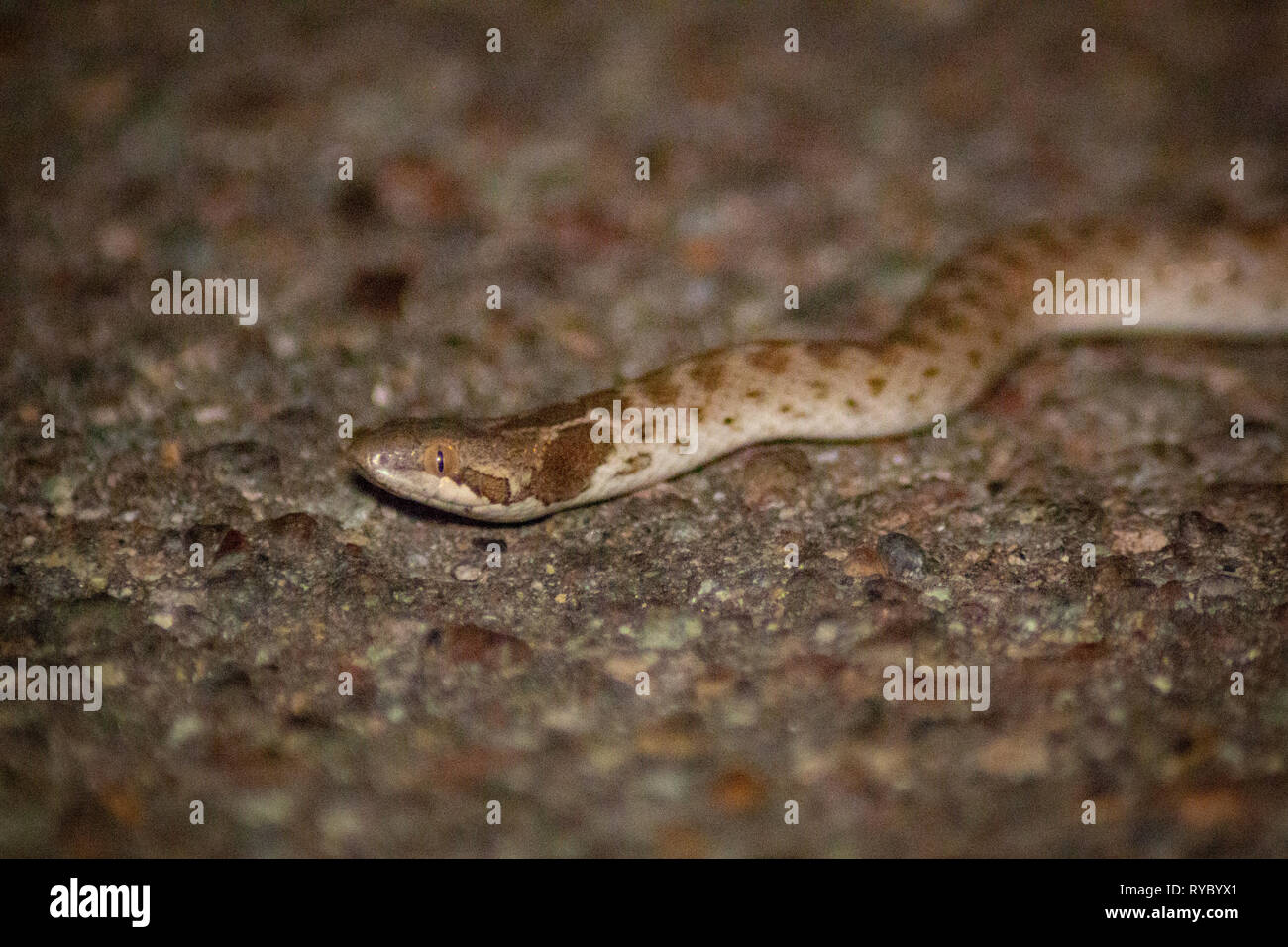 Desert snakes hi-res stock photography and images - Alamy