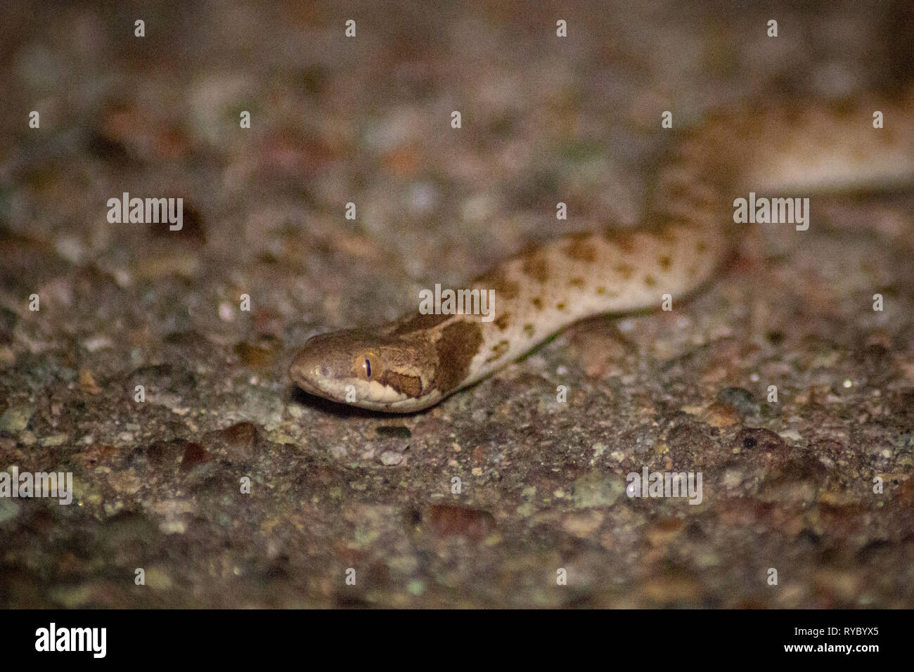 Snakes park hi-res stock photography and images - Alamy
