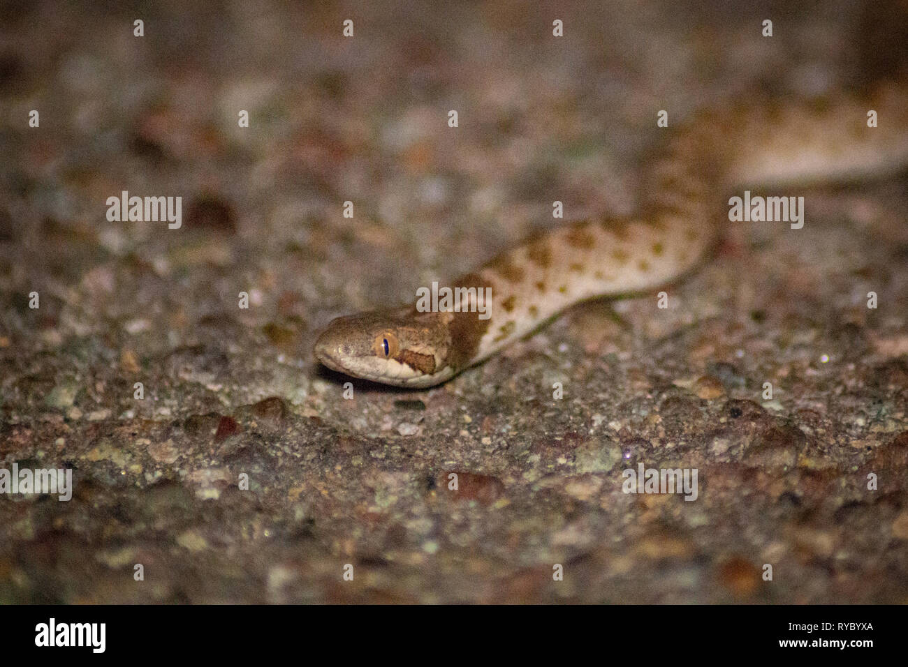 Texan snakes hi-res stock photography and images - Alamy