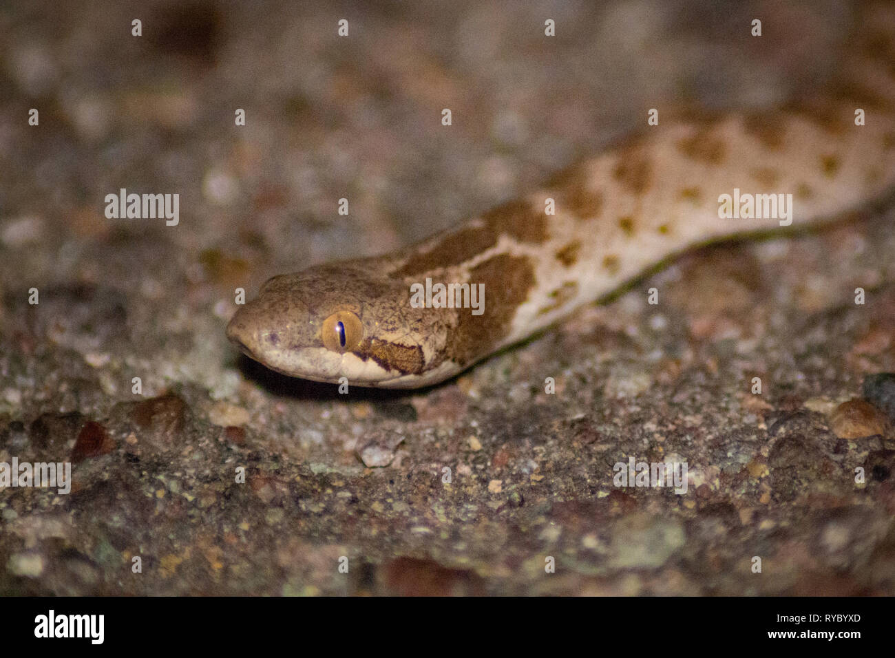 Desert snakes hi-res stock photography and images - Alamy