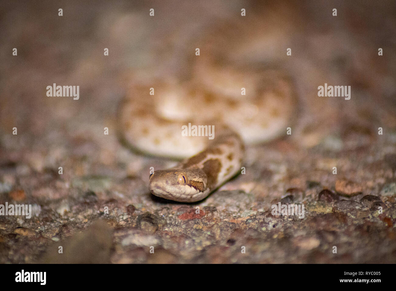 Close encounters with snakes hi-res stock photography and images - Alamy