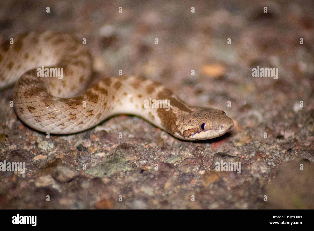 Close encounters with snakes hi-res stock photography and images - Alamy