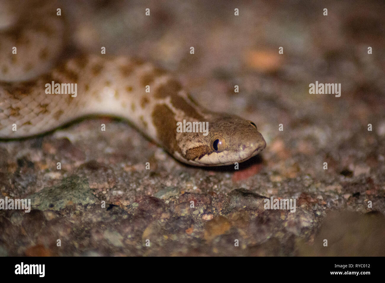 Snakes In The Desert High Resolution Stock Photography and Images - Alamy