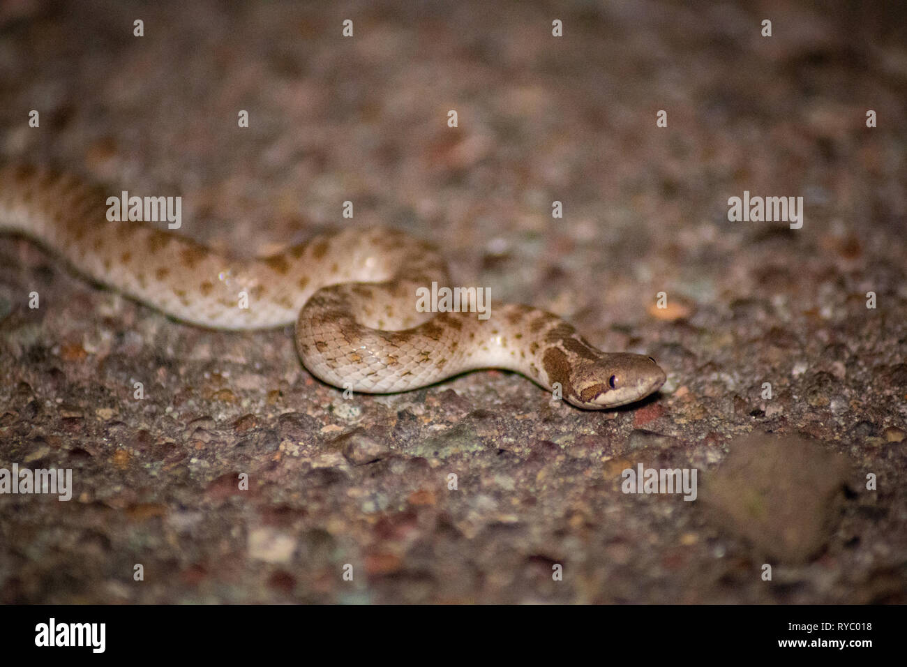 Close encounters with snakes hi-res stock photography and images - Alamy