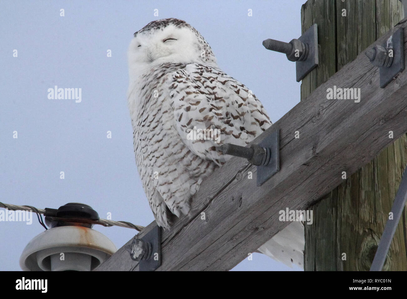 Birds of North America. Snowy Owl (Bubo scandiacus Stock Photo - Alamy