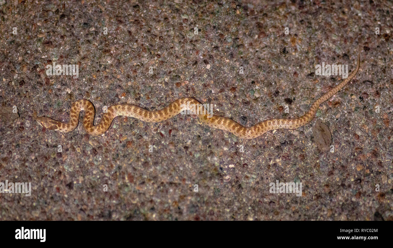 Desert snakes hi-res stock photography and images - Alamy