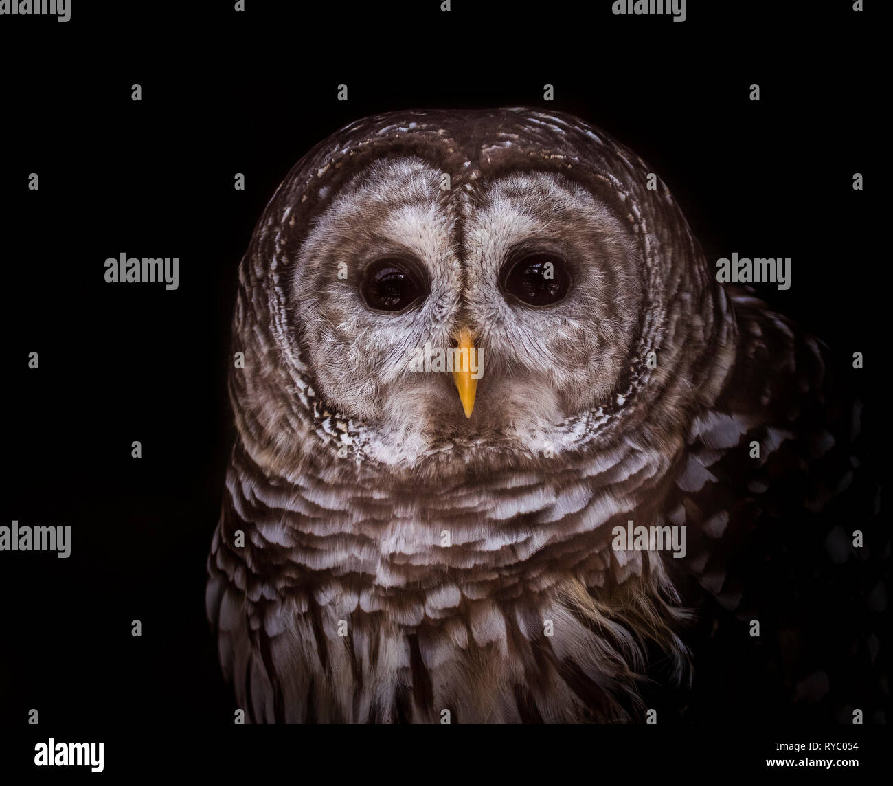 Owl At Night High Resolution Stock Photography and Images - Alamy