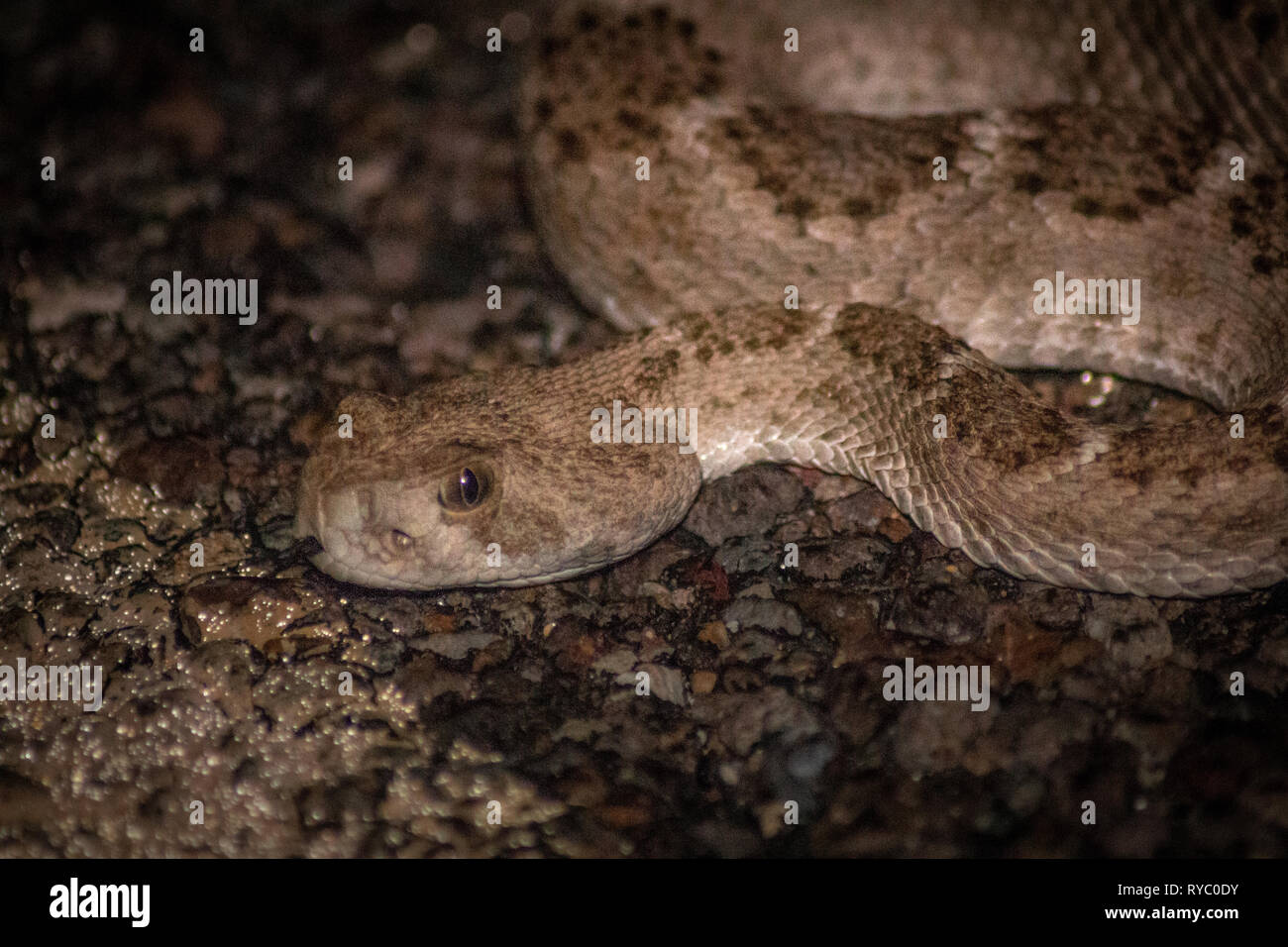 Diamondback snake fangs hi-res stock photography and images - Alamy