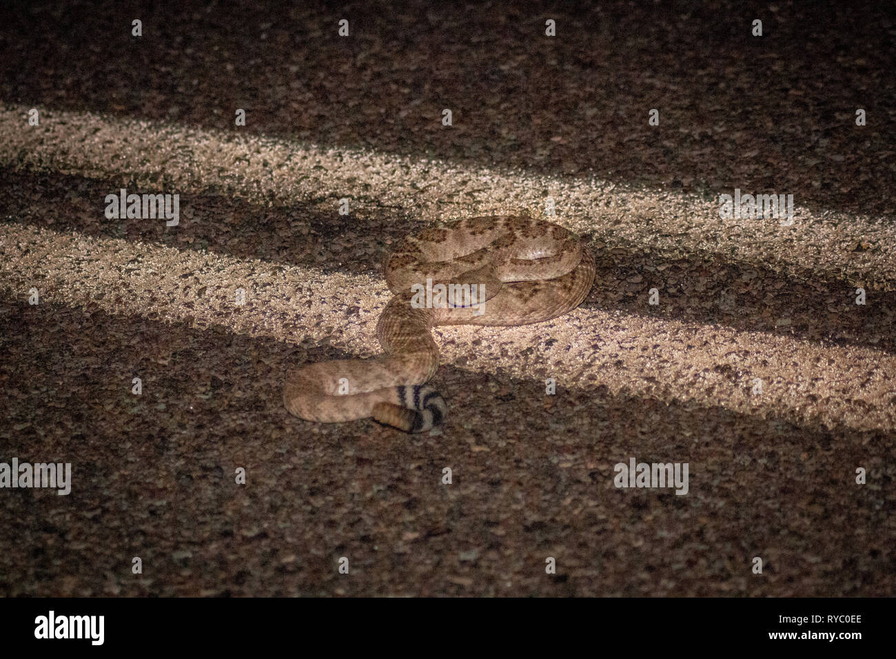 Rattle snake ready to bite hi-res stock photography and images - Alamy