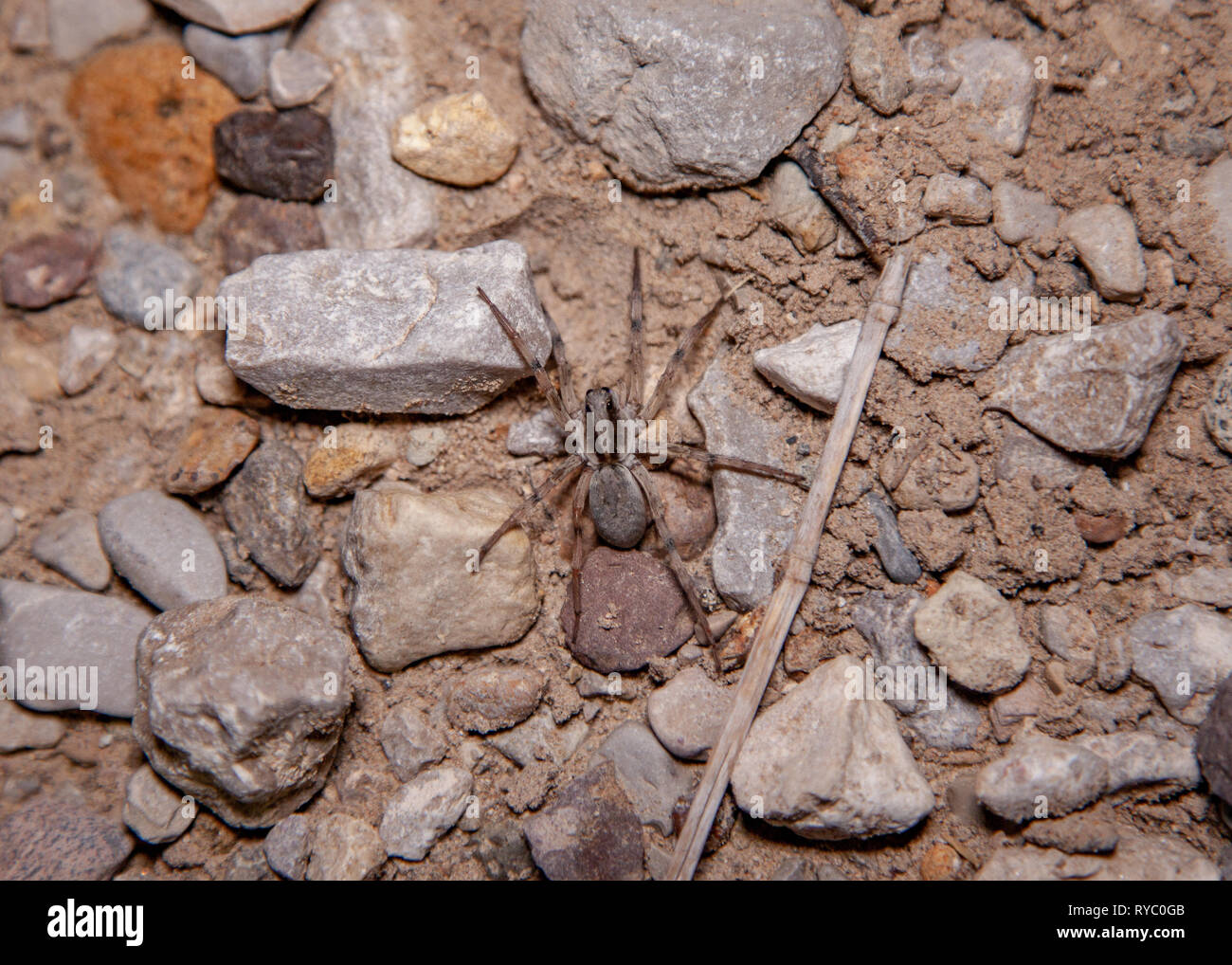 What Is The Role Of Spiders High Resolution Stock Photography and ...