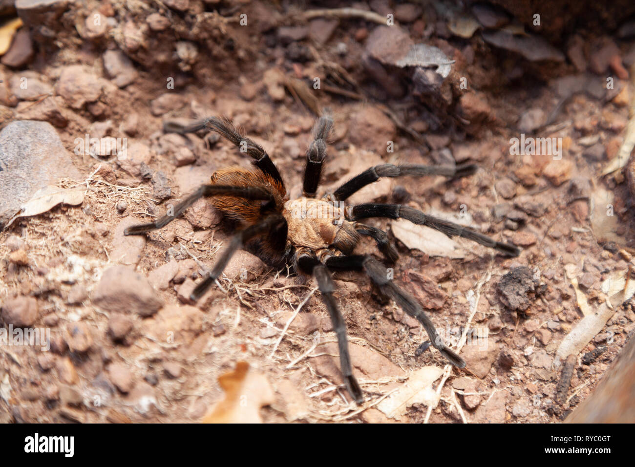 Tarantulas High Resolution Stock Photography and Images - Alamy