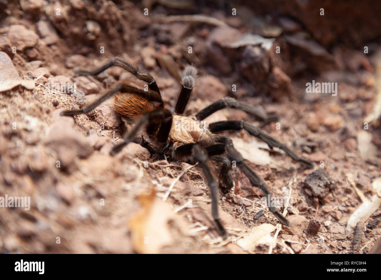 Tarantulas hi-res stock photography and images - Alamy
