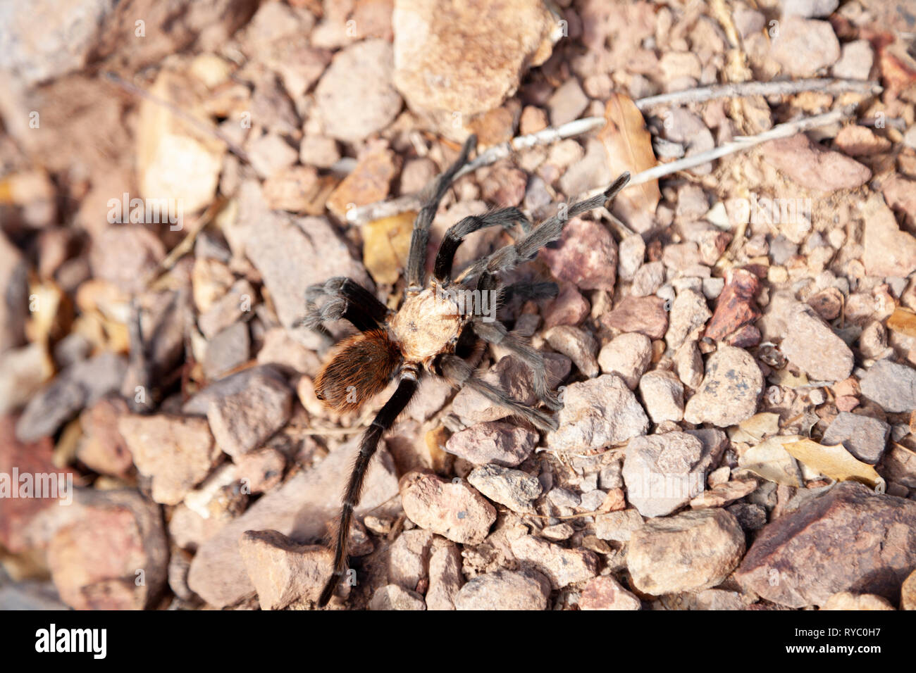 Identifying spiders hi-res stock photography and images - Alamy