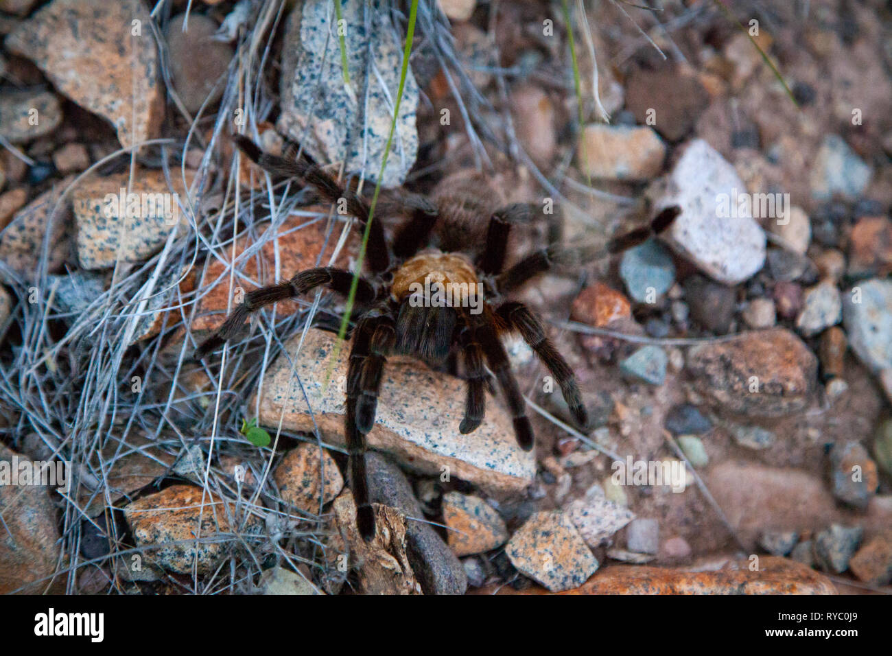 Desert Spiders High Resolution Stock Photography and Images - Alamy