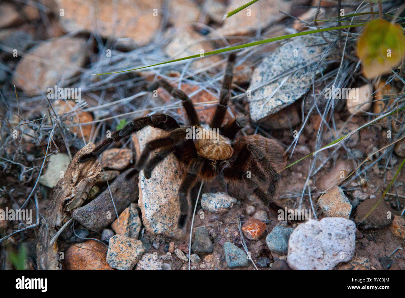 Are tarantulas poisonous hi-res stock photography and images - Alamy