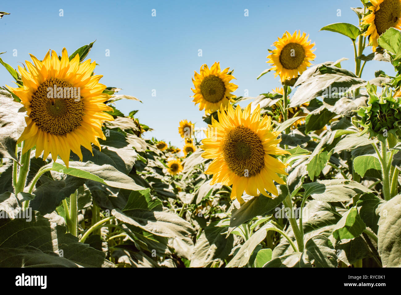 California coast sunflowers hi-res stock photography and images - Alamy