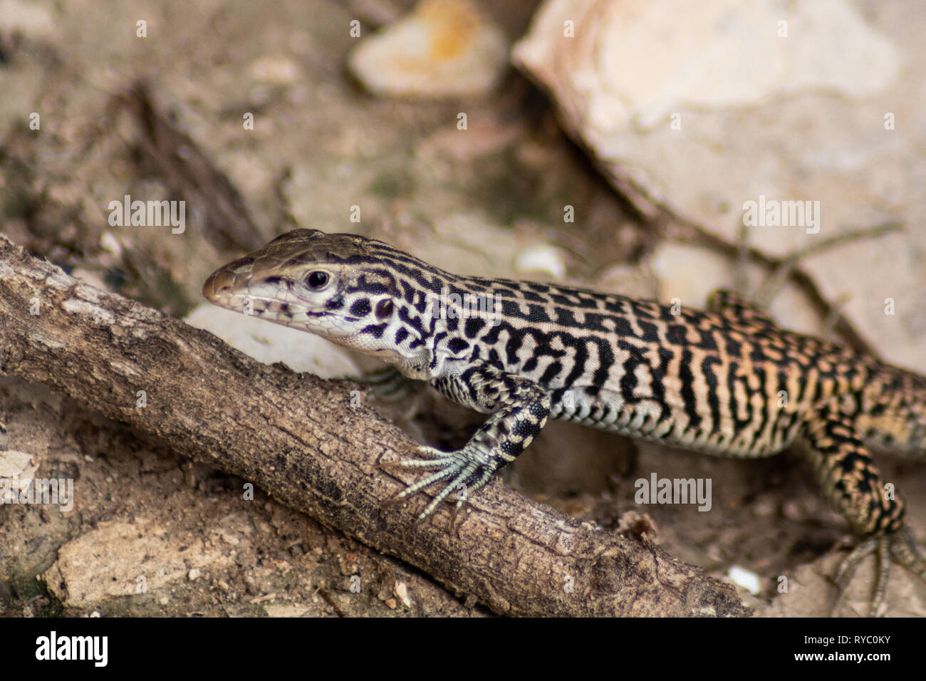 Animals big bend national park hi-res stock photography and images - Alamy