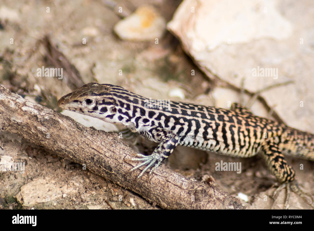 Spotted lizard hi-res stock photography and images - Alamy