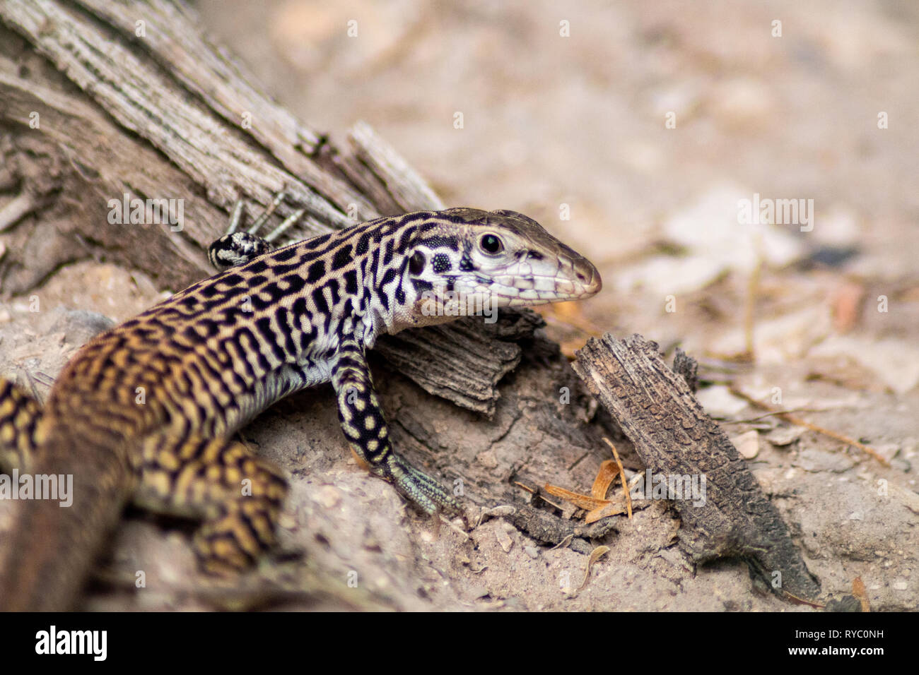 Spotted Lizard High Resolution Stock Photography and Images - Alamy