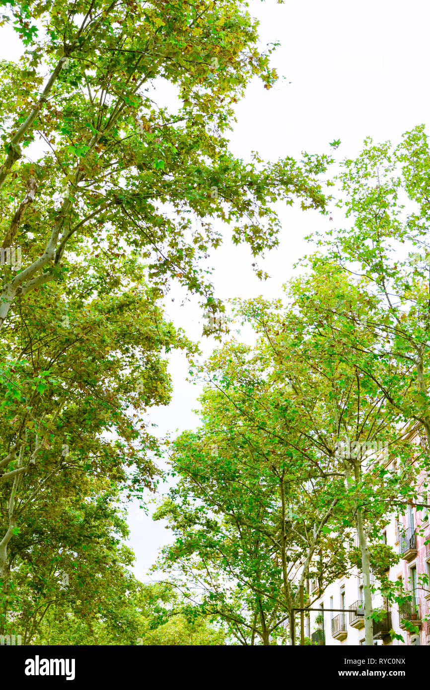 Barcelona, Spain. Trees in the Rambla in the afternoon in summer Stock ...