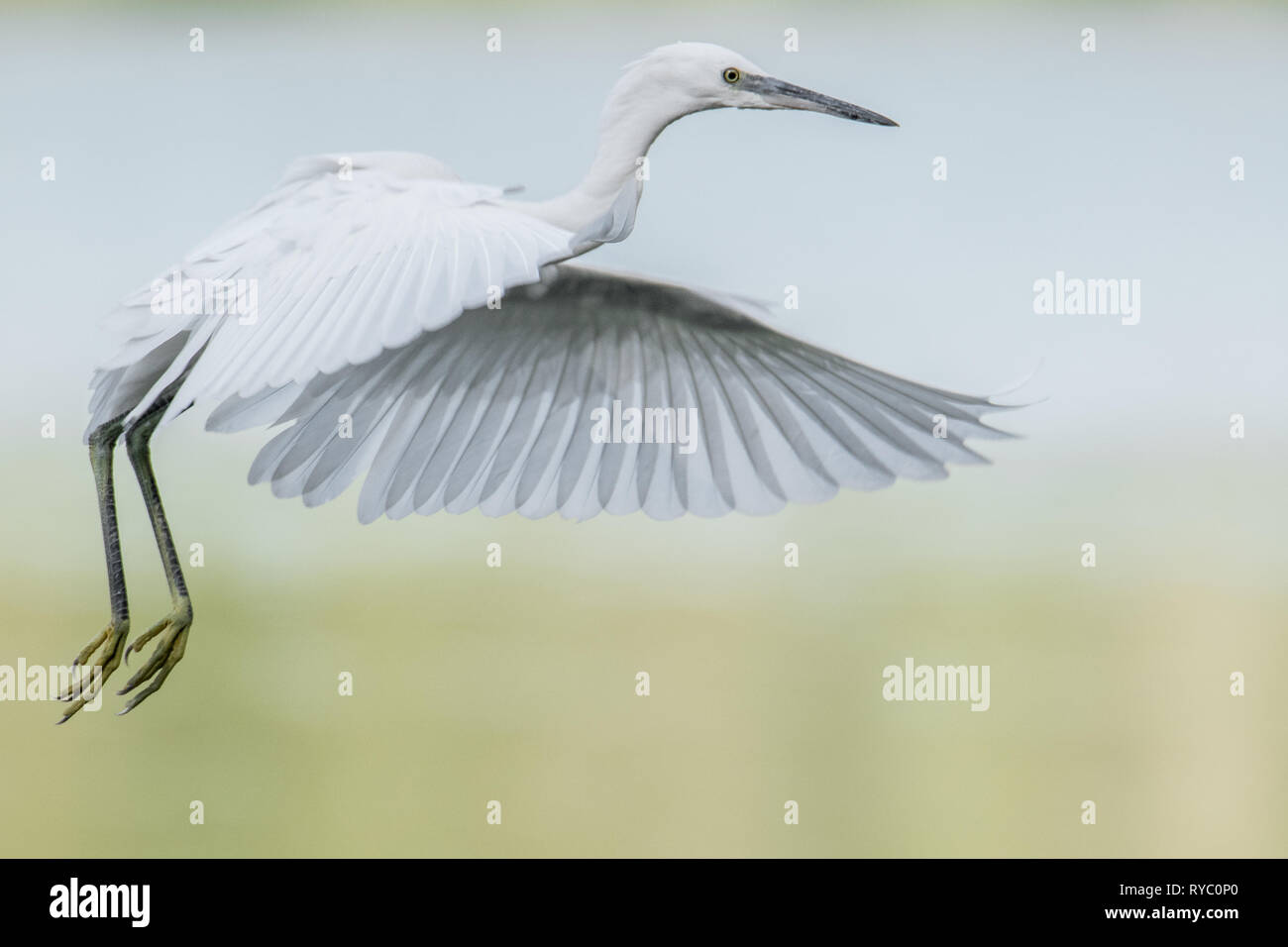 Types of egrets hi-res stock photography and images - Alamy