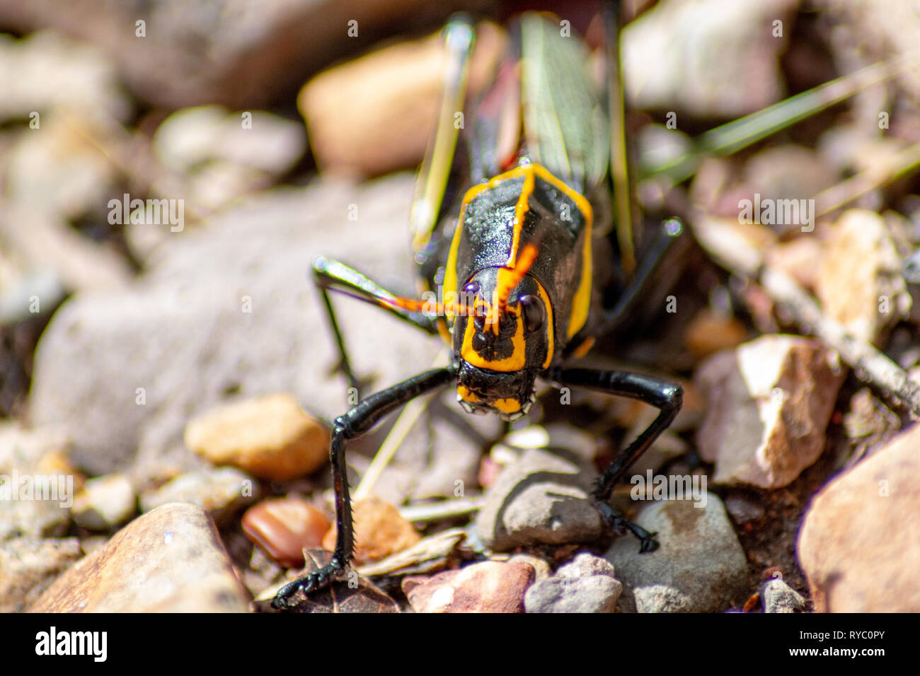 Bug bend hi-res stock photography and images - Alamy
