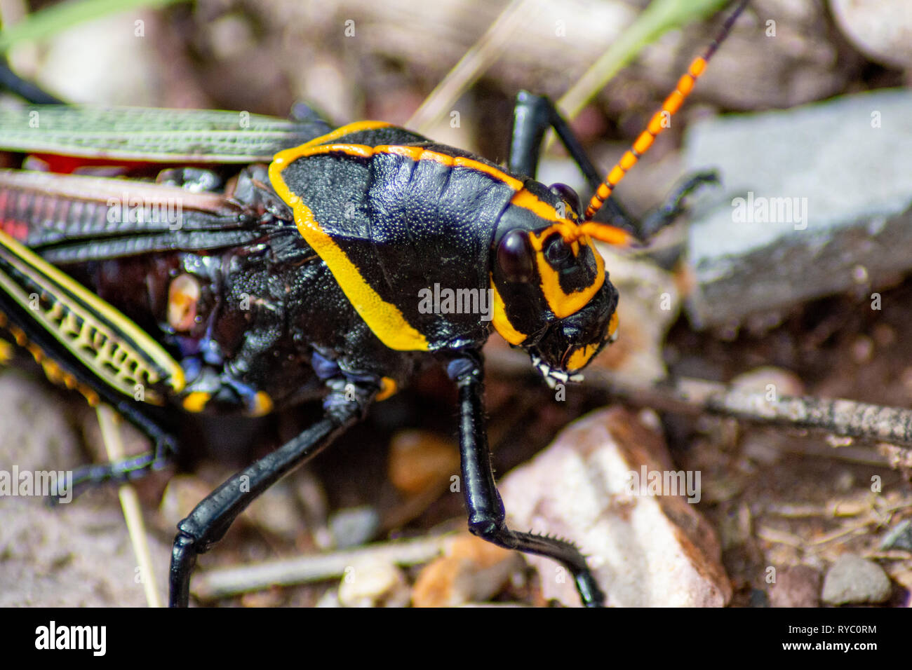 Big bend insects hi-res stock photography and images - Alamy