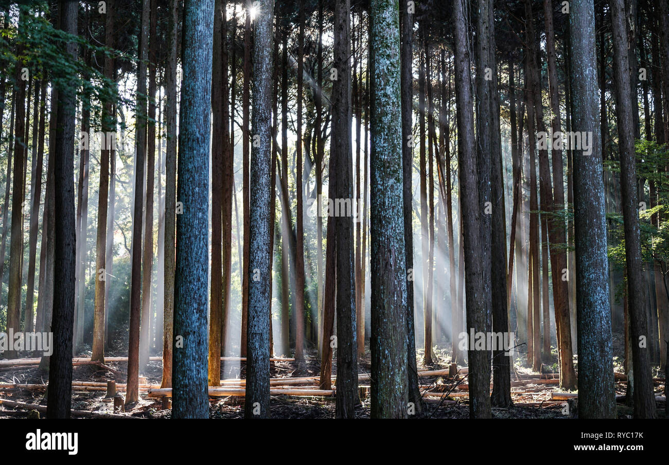 Deep forest with sun lights in the dawn. Nature background Stock Photo ...