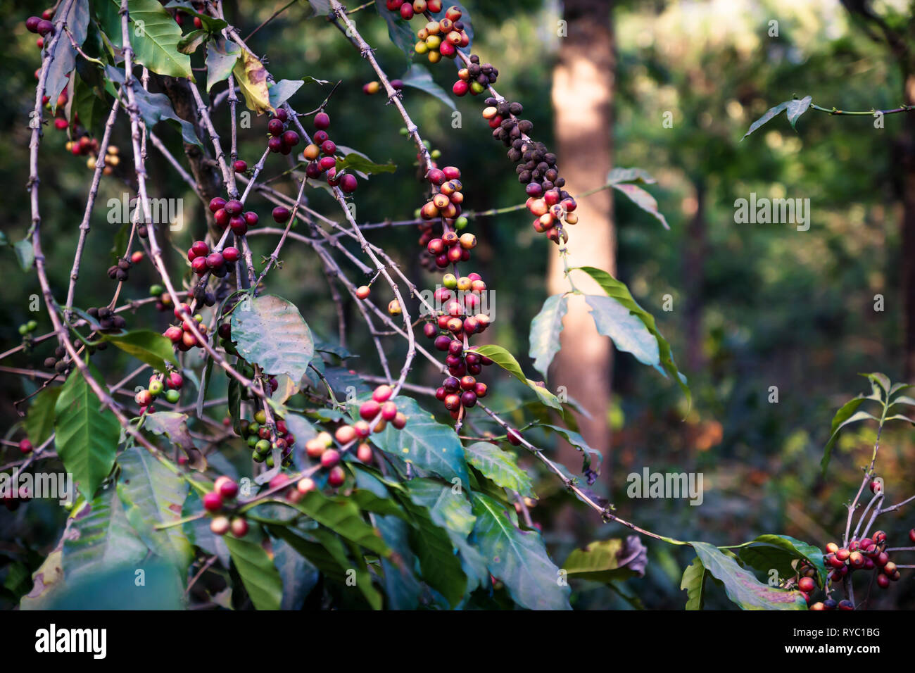 Coffee bean plant ripening red green with trees in a plantation in ...