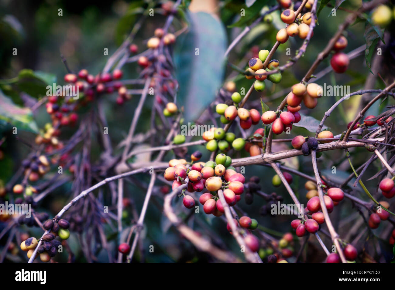Coffee bean plant ripening red green in a plantation in Antigua ...