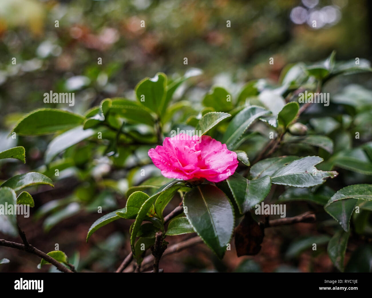 Beautiful red flower of Japanese Camellia at garden Stock Photo - Alamy