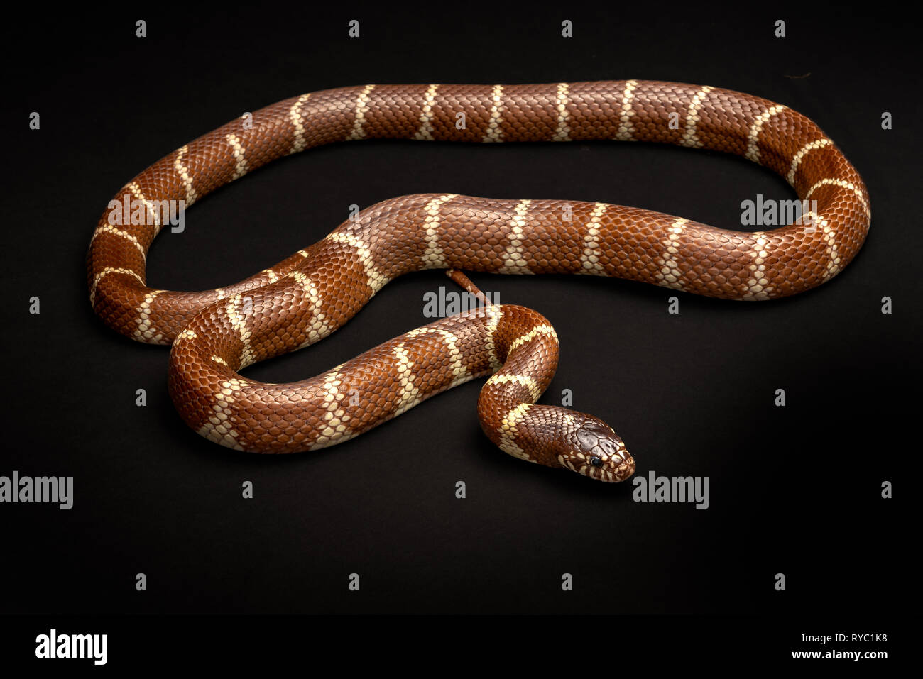 Common Kingsnake - Lampropeltis getula southwest snake non venomous ...