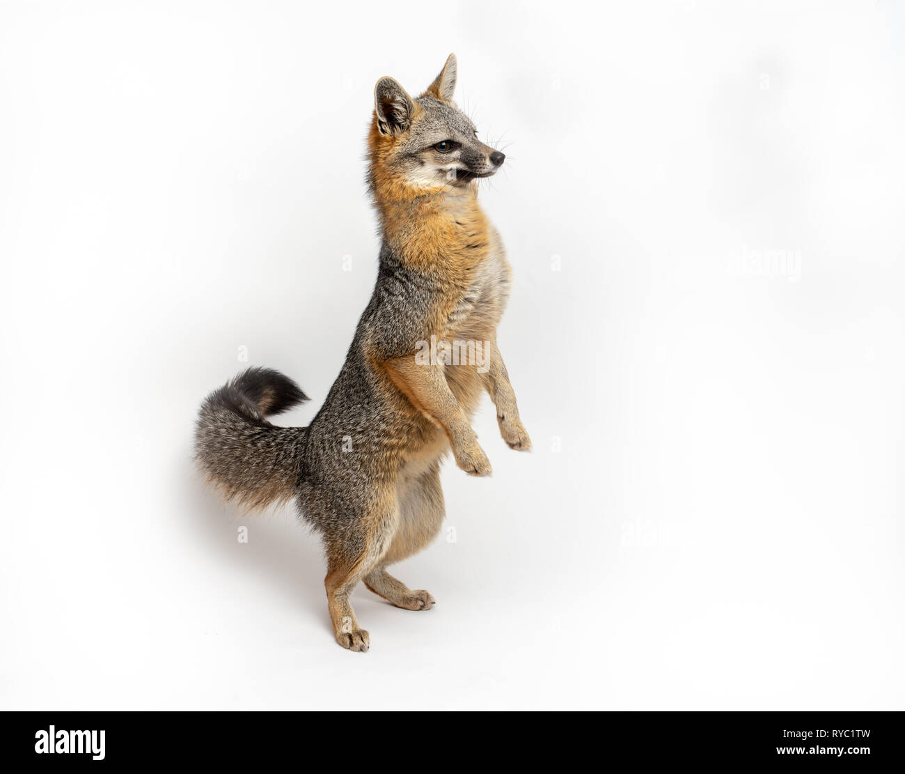 Silver fox hi-res stock photography and images - Alamy