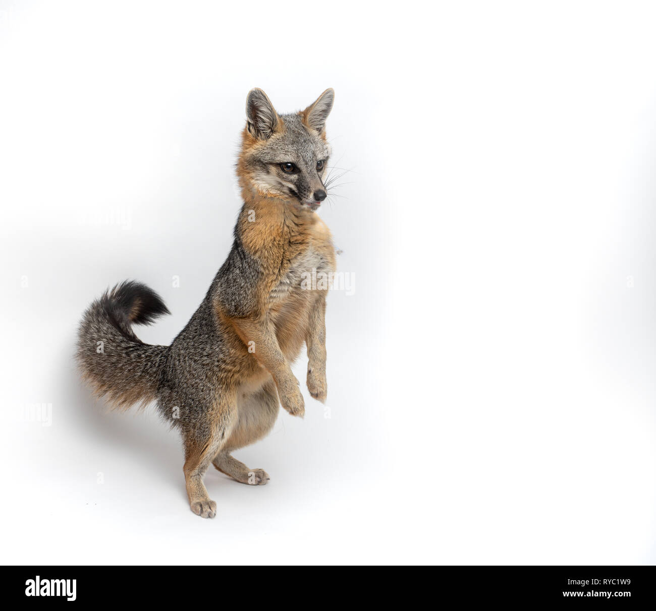 Patagonian grey fox hi-res stock photography and images - Alamy