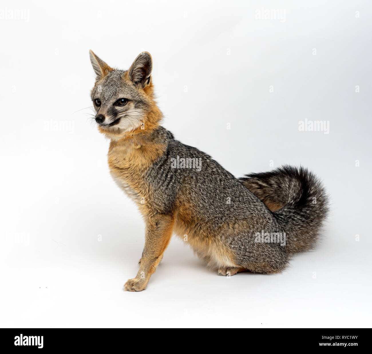 Grey Fox Close Up Portrait Isolated on White Background Stock Photo - Alamy