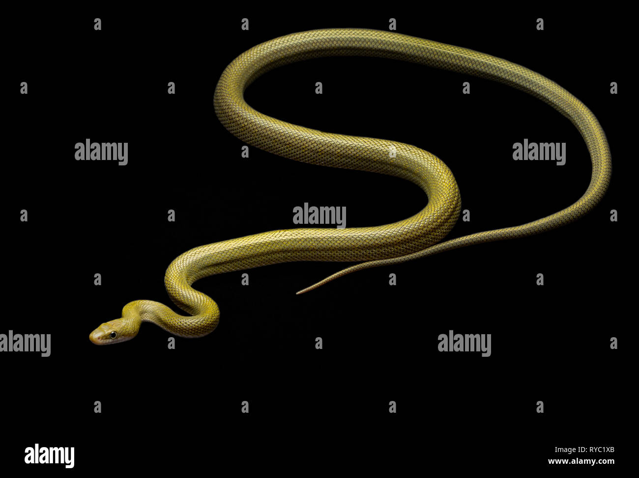 Green Ratsnake Senticolis triaspis southwest snake non venomous Stock ...