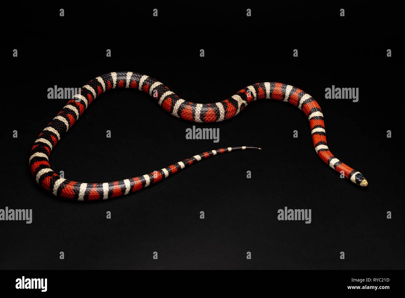 Mountain Kingsnake - Lampropeltis zonata- harmless to humans Stock ...