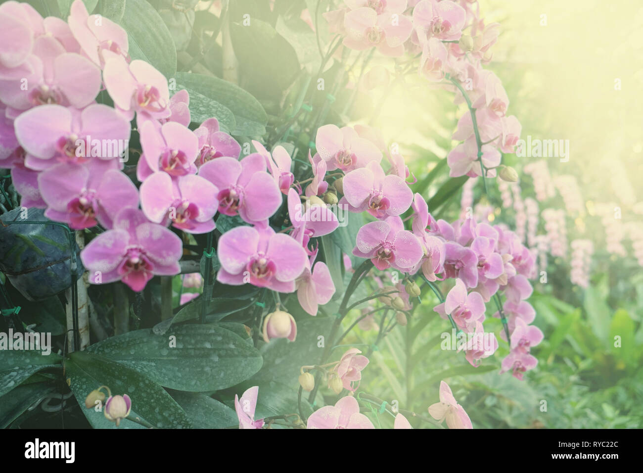 Orchids garden hi-res stock photography and images - Alamy