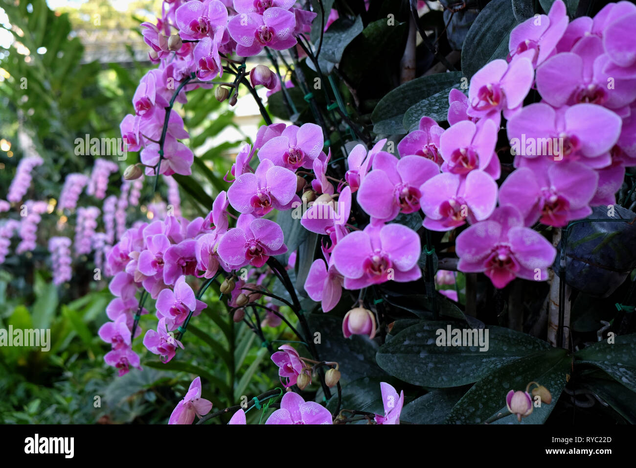 Orchids garden hi-res stock photography and images - Alamy