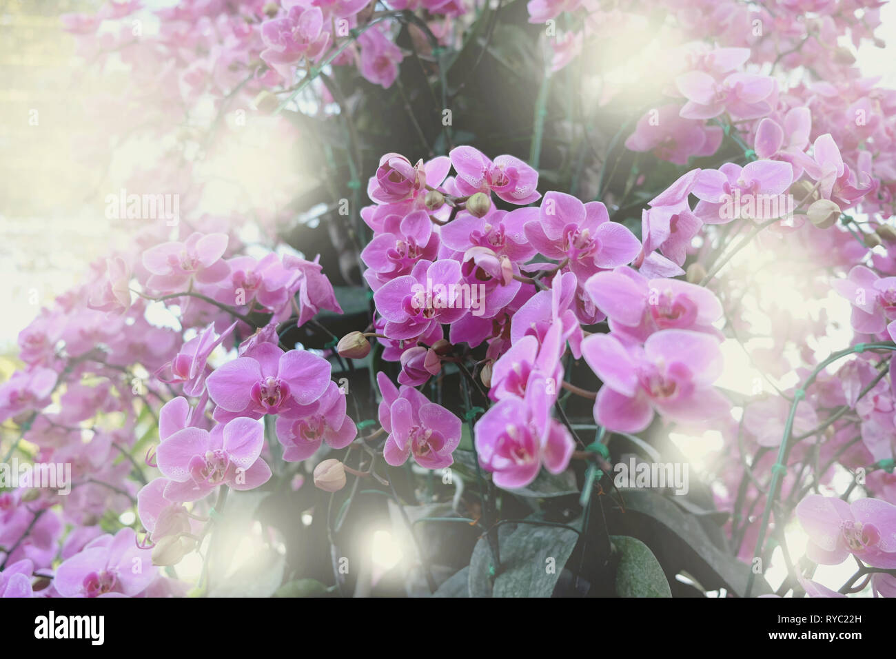 Orchids garden hi-res stock photography and images - Alamy