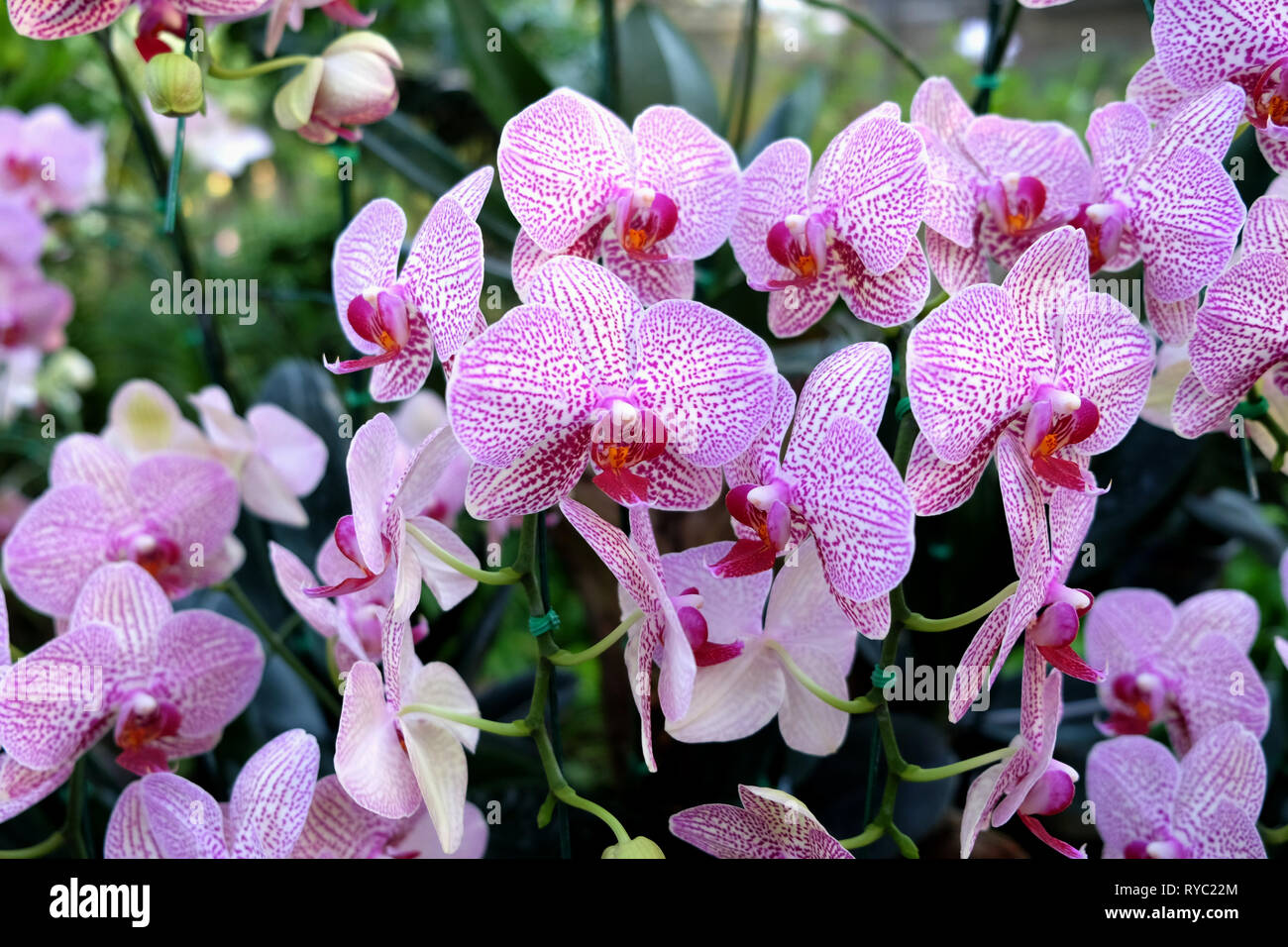 Beautiful orchid garden up close hi-res stock photography and images ...
