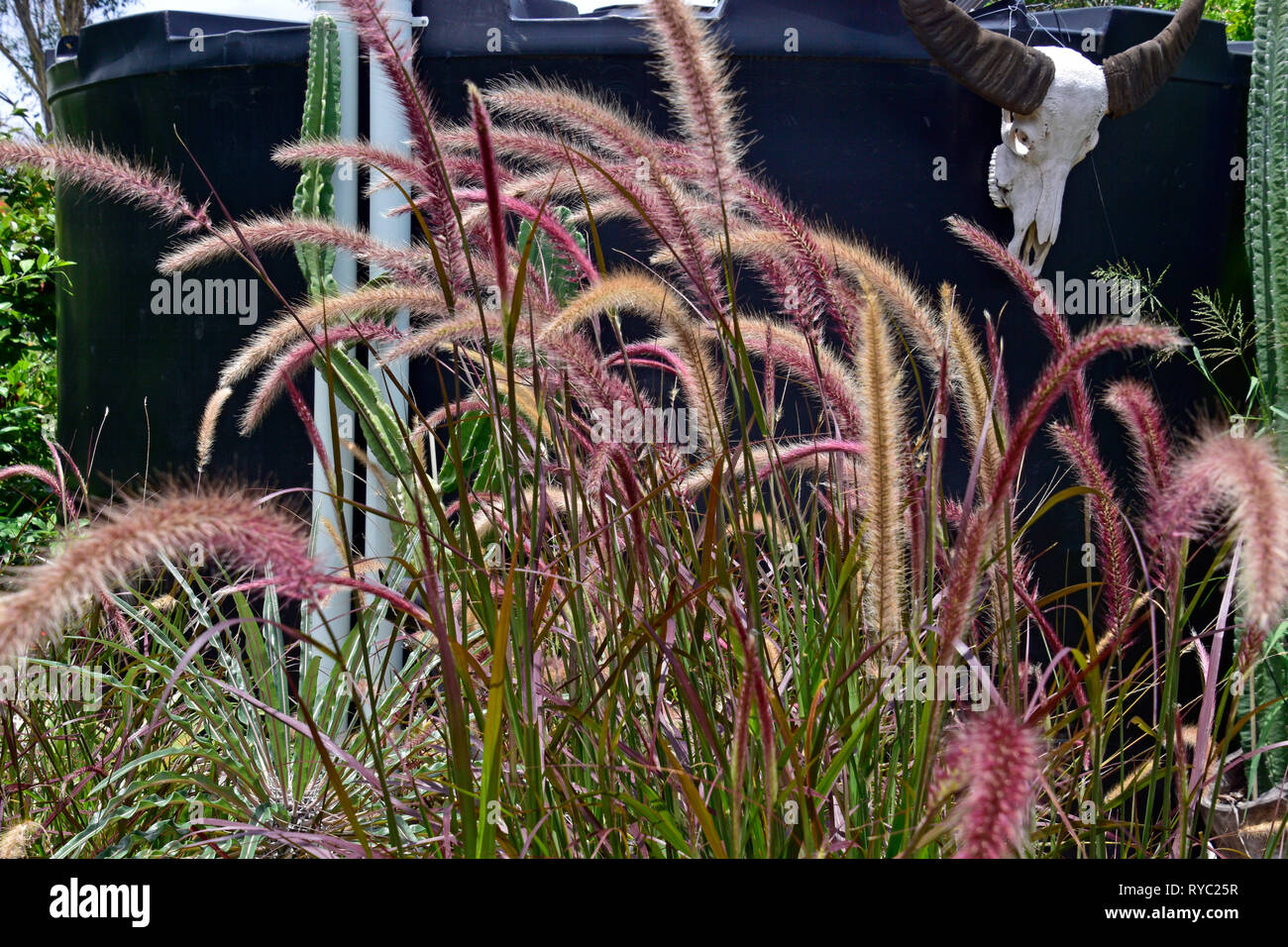PURPLE GRASS, GARDEN PLANT Stock Photo - Alamy
