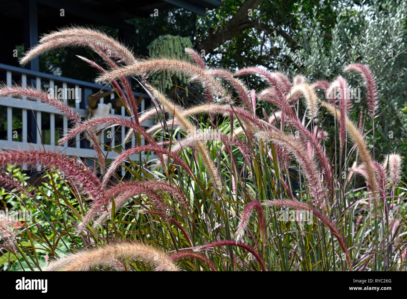 Purple fountain grass hi-res stock photography and images - Alamy