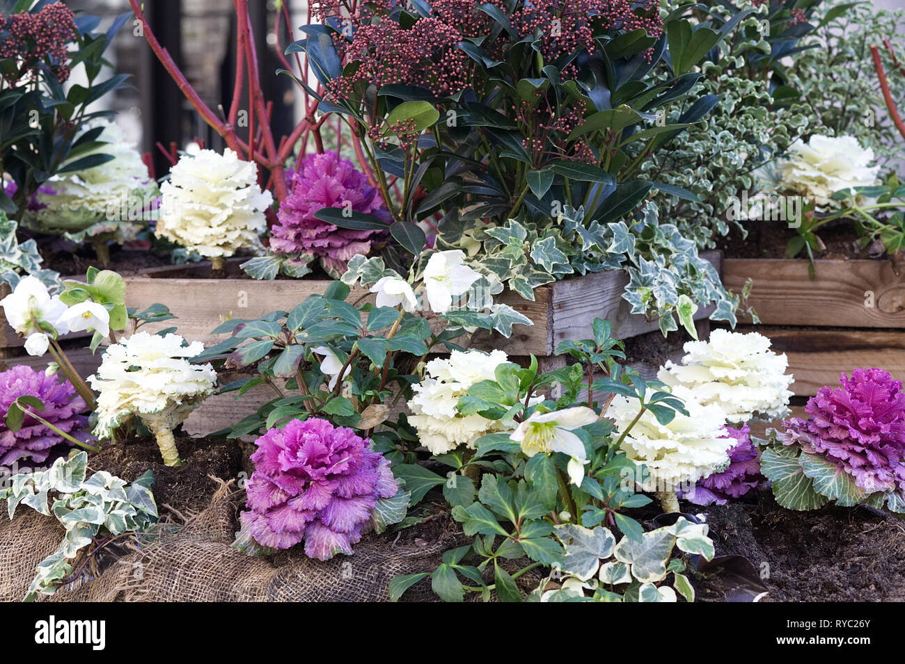 Ornamental cabbage display Stock Photo - Alamy