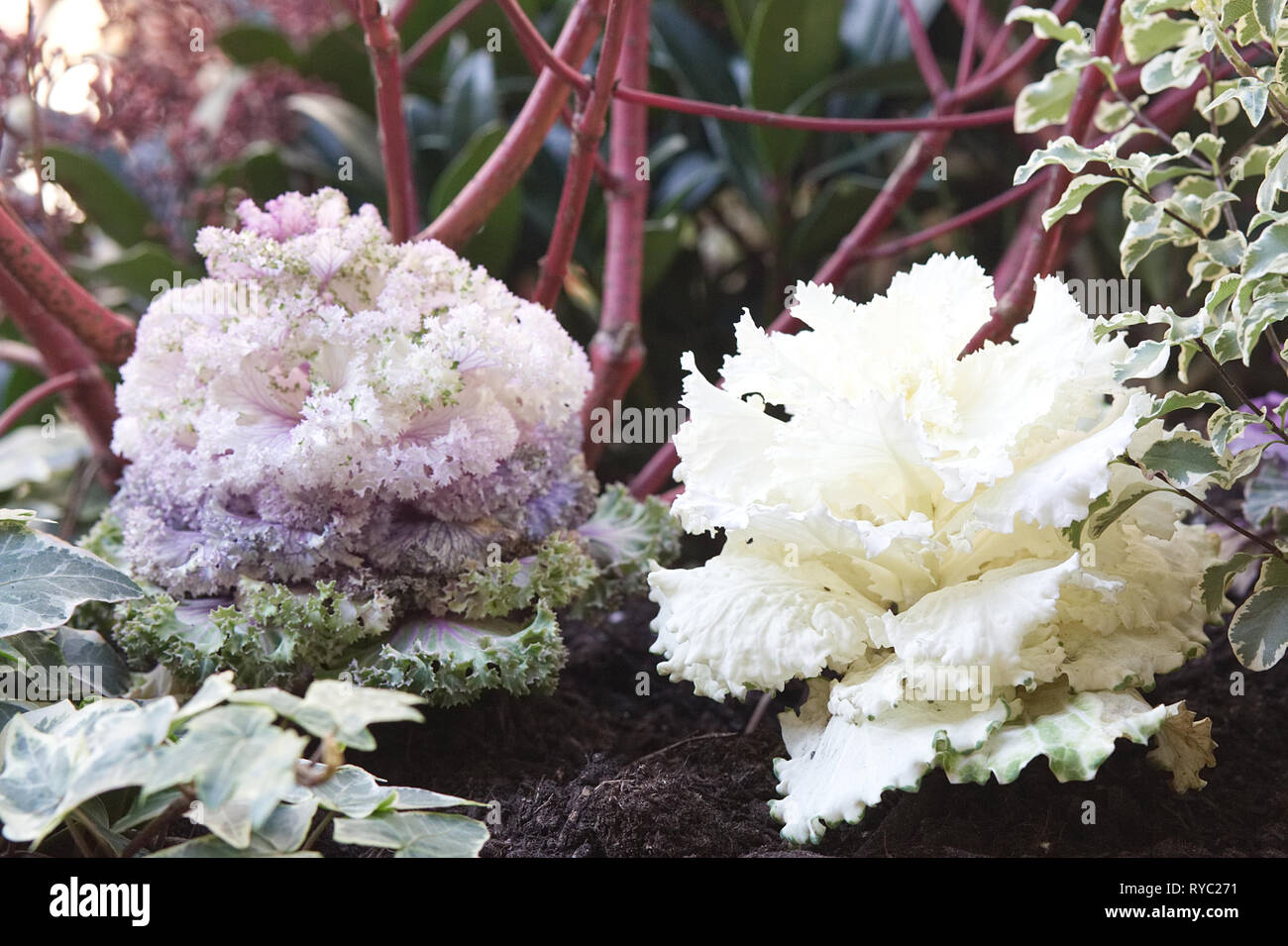 Ornamental cabbage display Stock Photo - Alamy