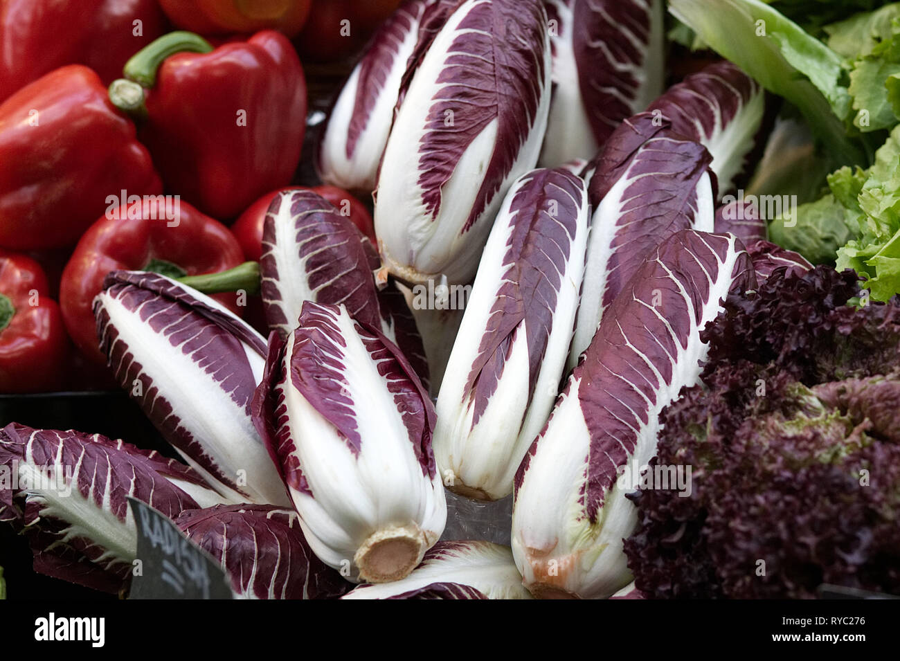Radicchio leaf chicory Cichorium intybus Stock Photo - Alamy